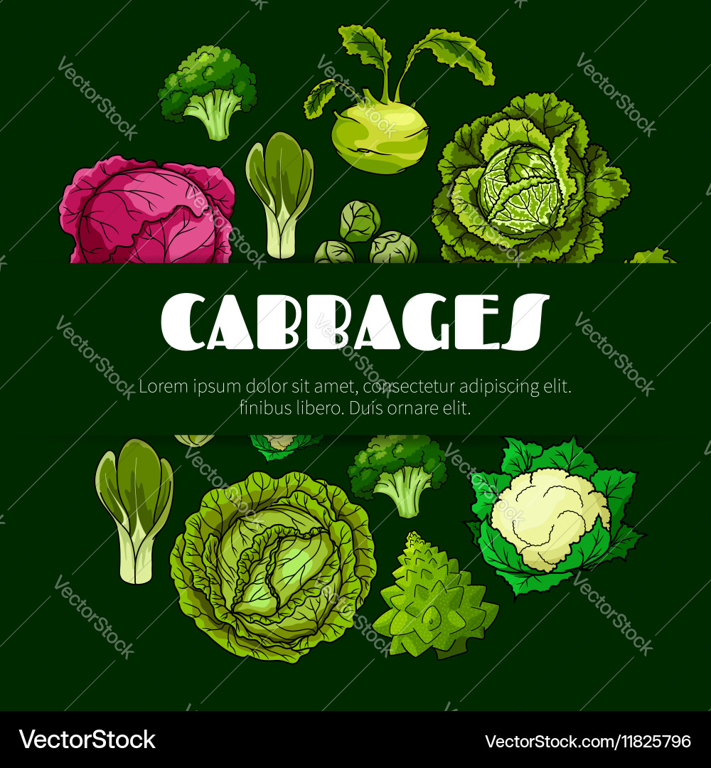 Cabbage vegetable poster for food design Vector Image