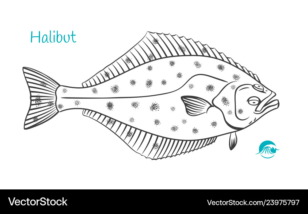 Halibut hand-drawn Royalty Free Vector Image - VectorStock
