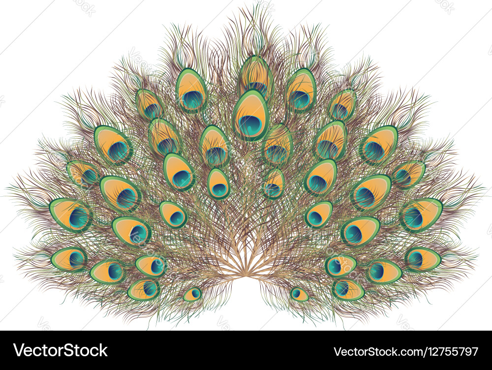 Magnificent Peacock Tail Royalty Free Vector Image