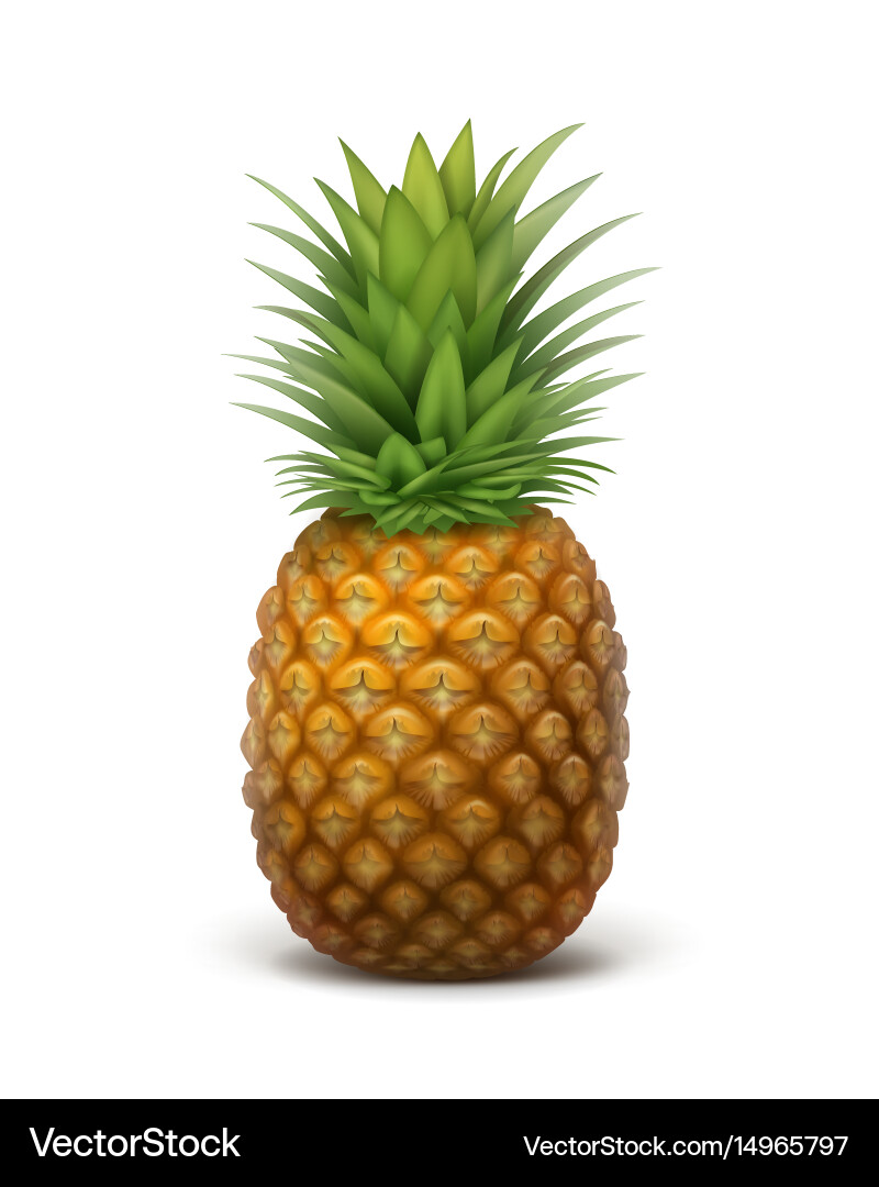 Whole ripe pineapple Royalty Free Vector Image