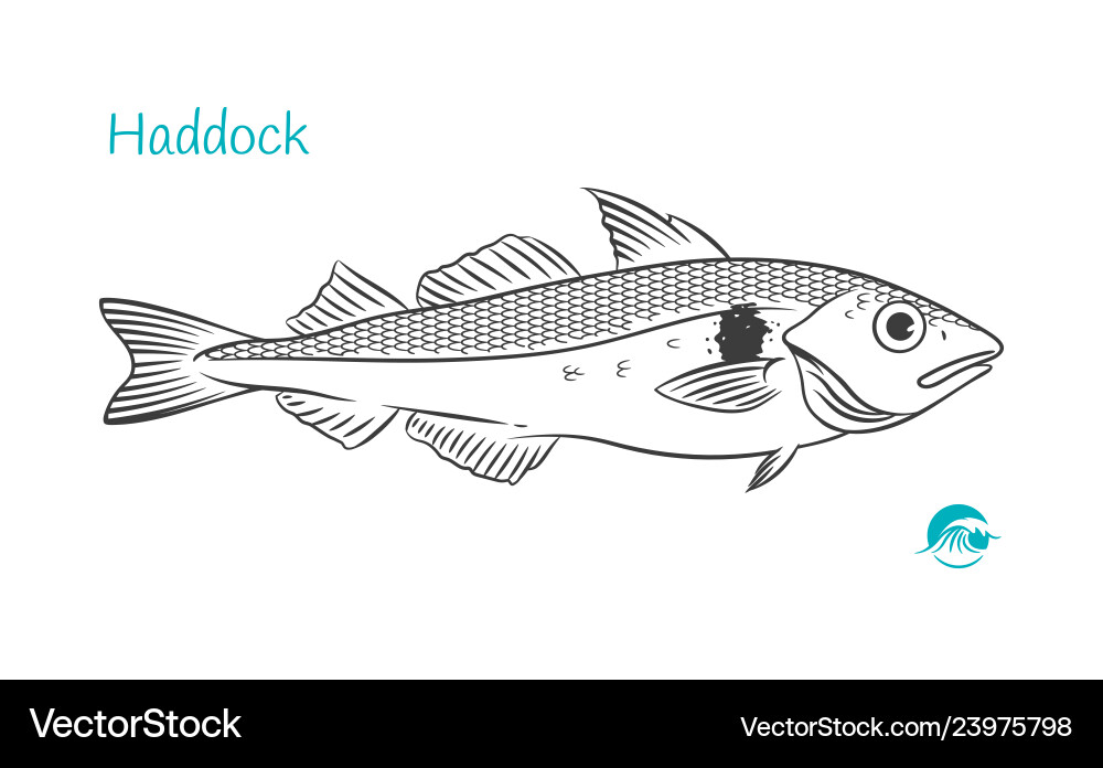 Haddock hand-drawn Royalty Free Vector Image - VectorStock