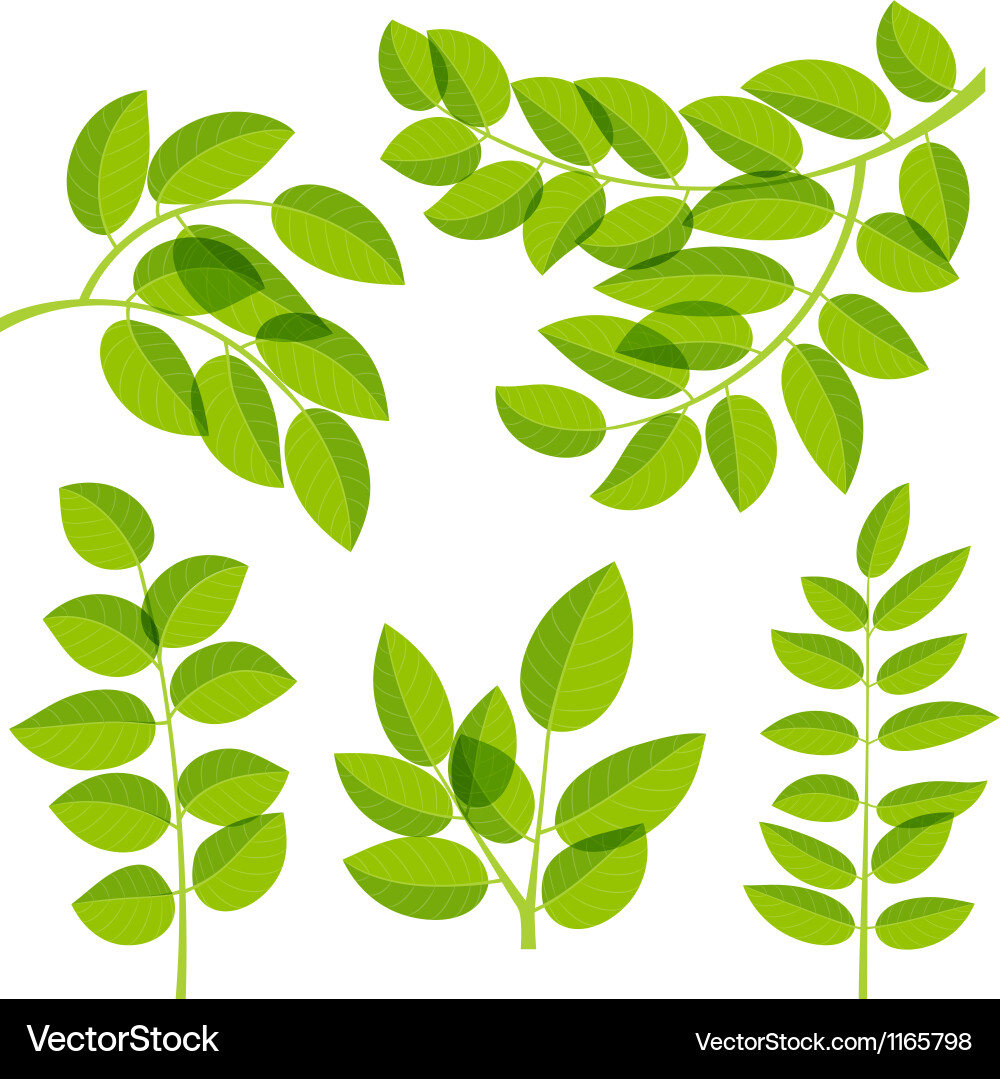 Leaves elements Royalty Free Vector Image - VectorStock