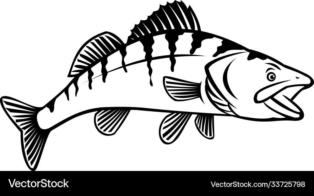 Walleye Yellow Pike Royalty Free Vector Image - VectorStock