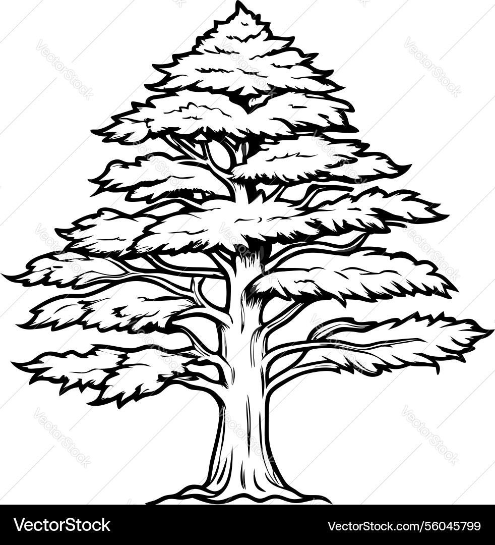 Cedar Tree Line Drawing – Royalty-Free Vector | VectorStock