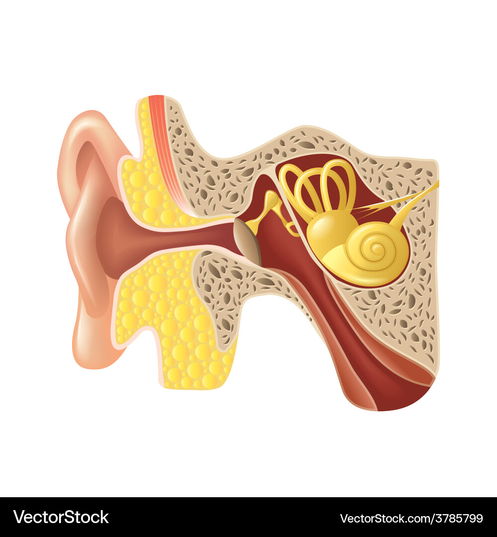 Human Ear Anatomy - Cross Section Royalty Free Vector Image