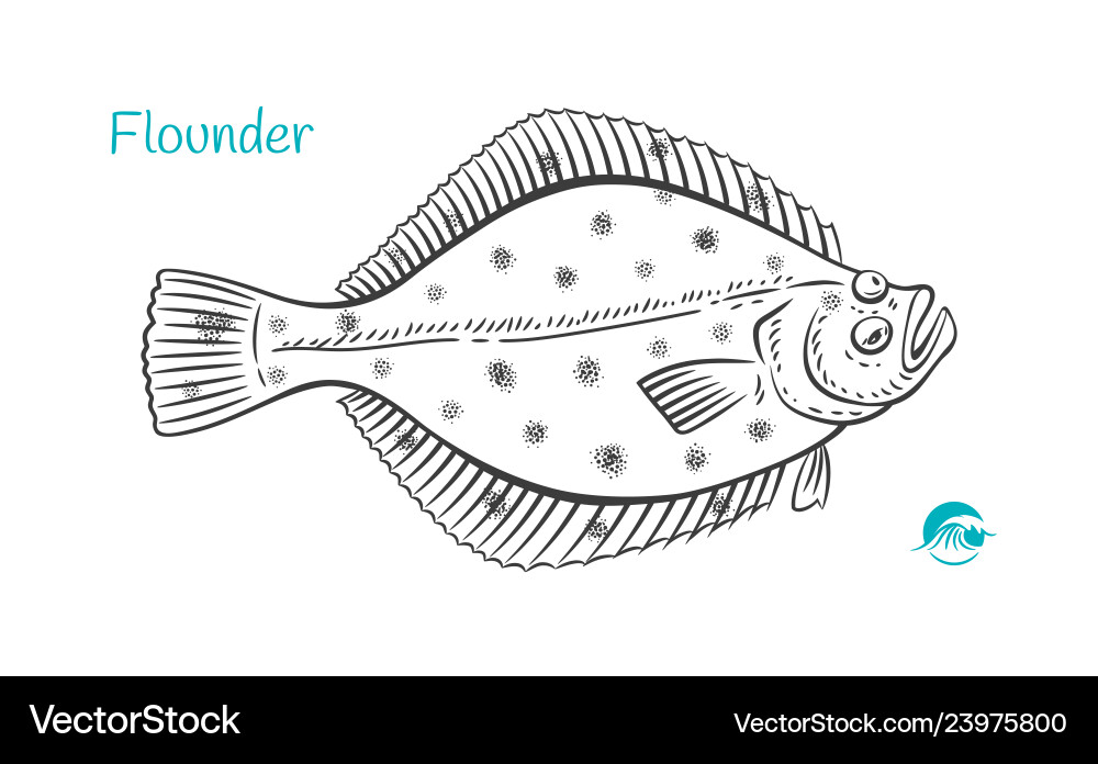 Flounder hand-drawn Royalty Free Vector Image - VectorStock