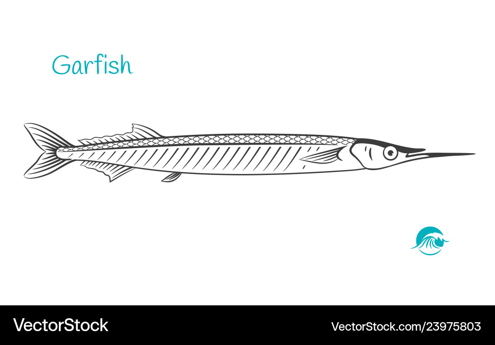Garfish sea needle hand-drawn Royalty Free Vector Image