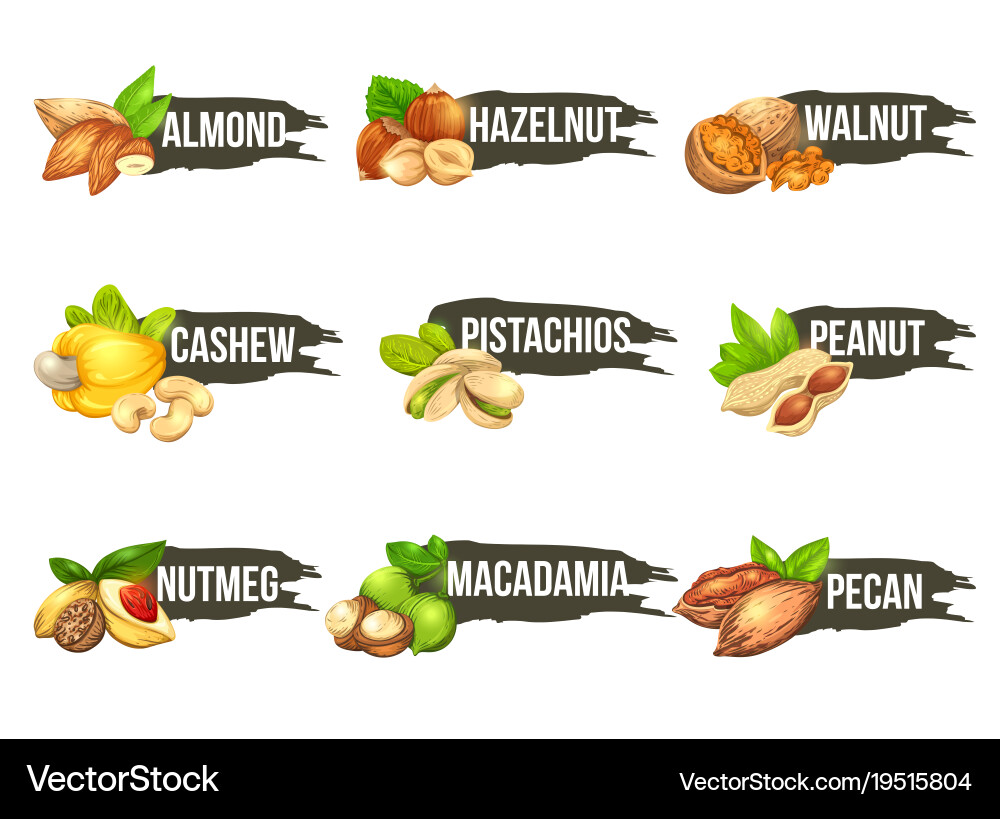 Nuts logo set labels with macadamia pecan Vector Image