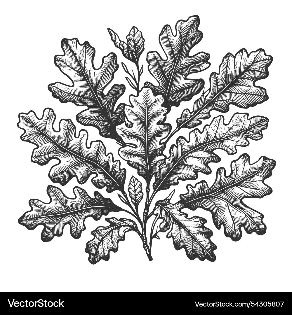 Oak Leaf Engraving Royalty Free Vector Image - VectorStock