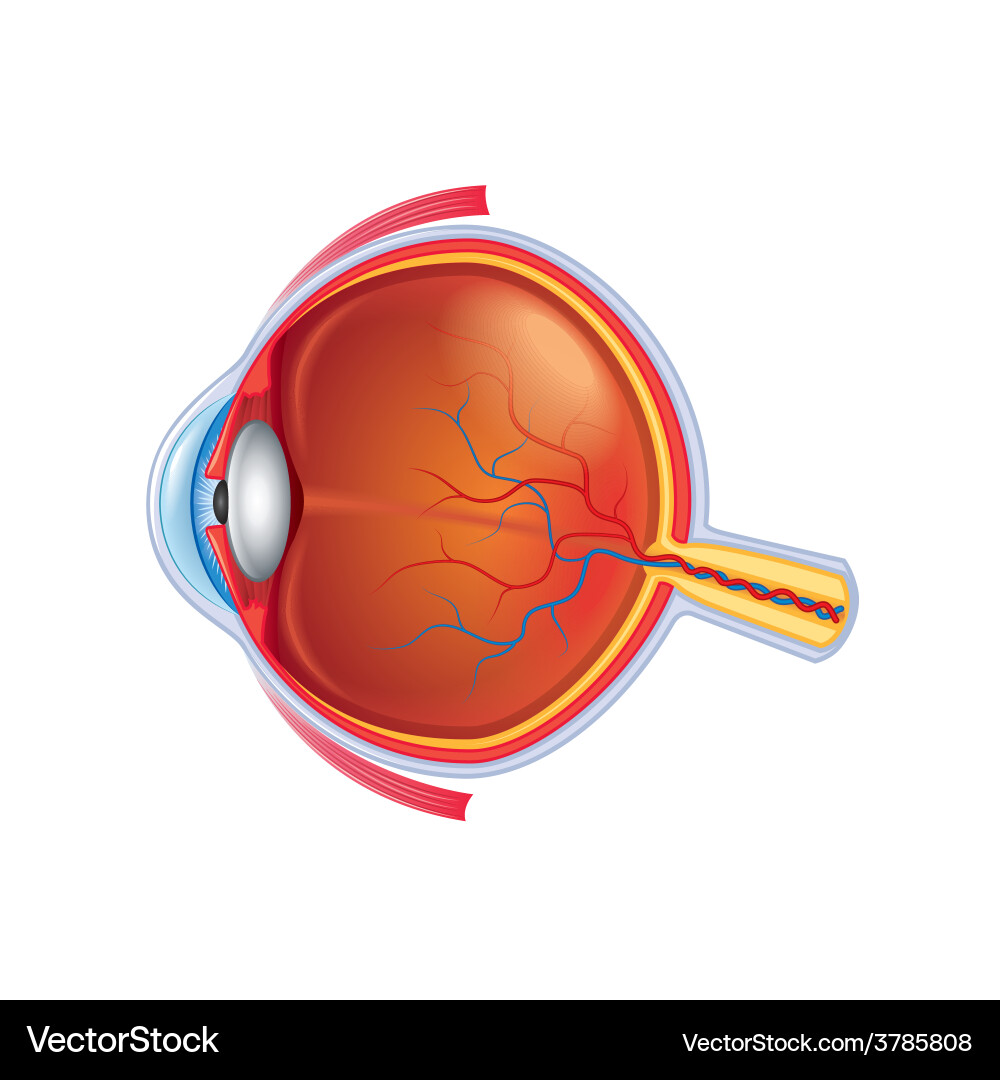 Eye anatomy isolated Royalty Free Vector Image
