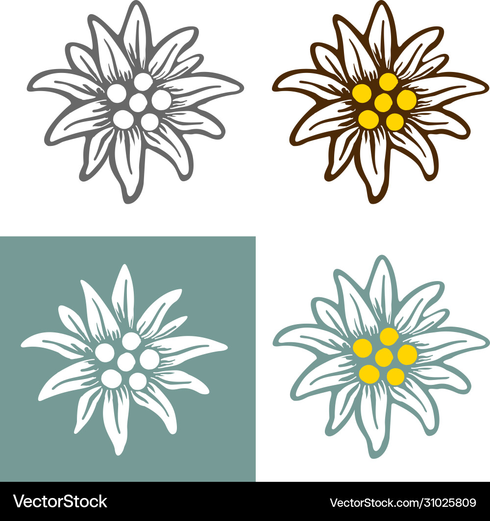 Edelweiss Flower Icon - Alpine Style – Royalty-Free Vector | VectorStock