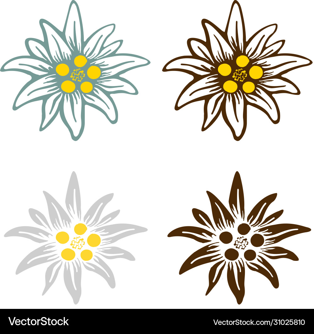 Edelweiss Flower Icon - Alpine Style Royalty Free Vector