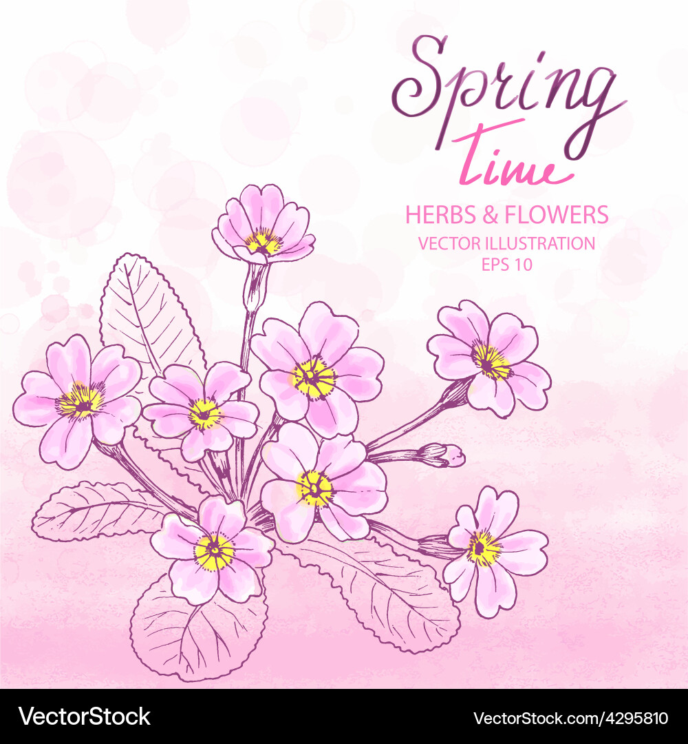 Primula greetings card Royalty Free Vector Image