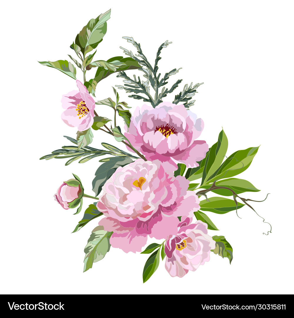 Pink Peony Bouquet Royalty Free Vector Image - VectorStock