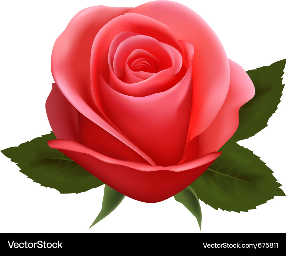 Single Pink Rose Royalty Free Vector Image - VectorStock