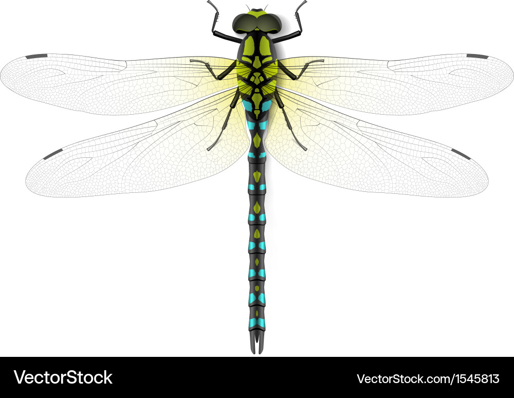 Dragonfly Royalty Free Vector Image - VectorStock