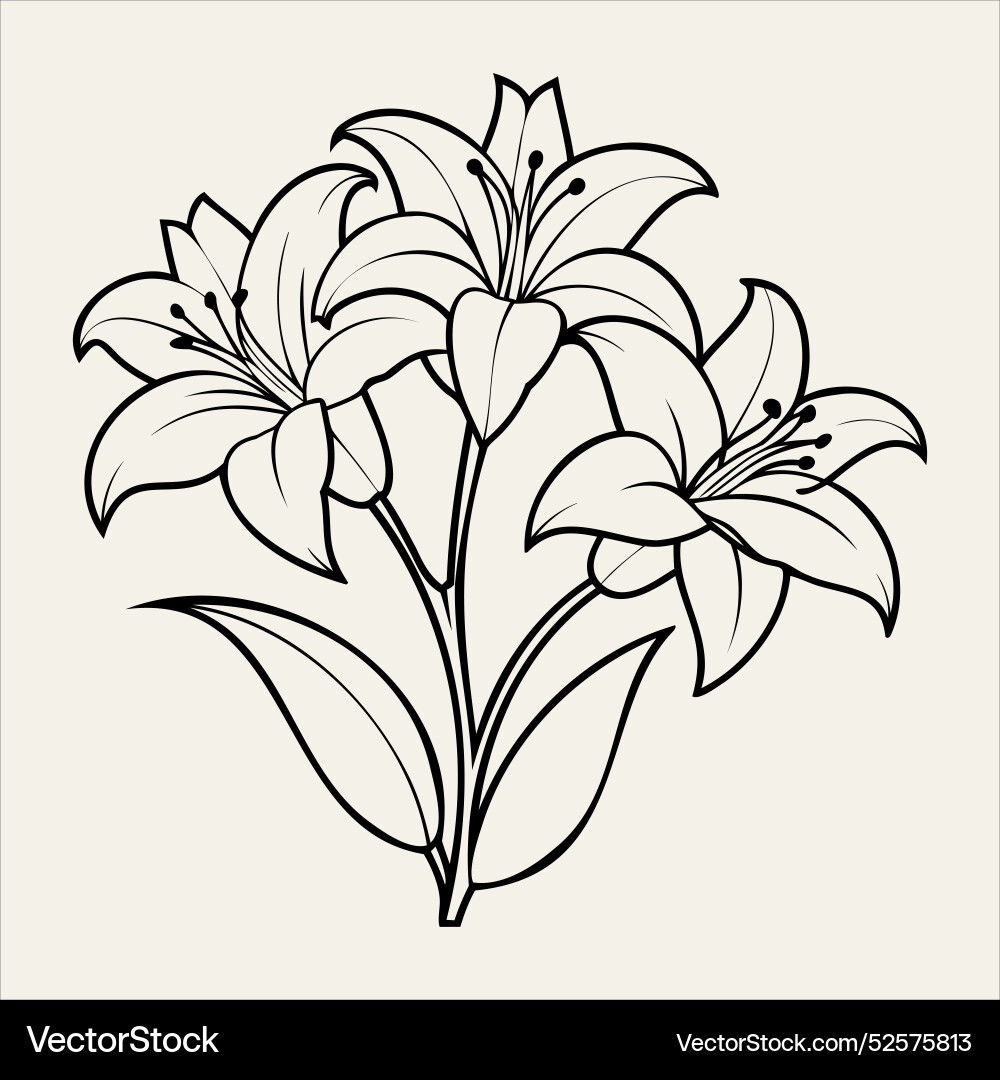 Lily line art floral 003 Royalty Free Vector Image