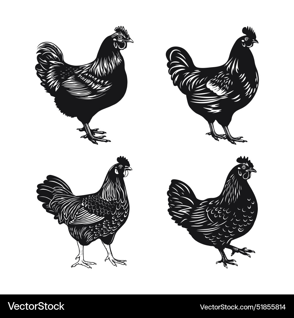Chicken clipart Royalty Free Vector Image - VectorStock