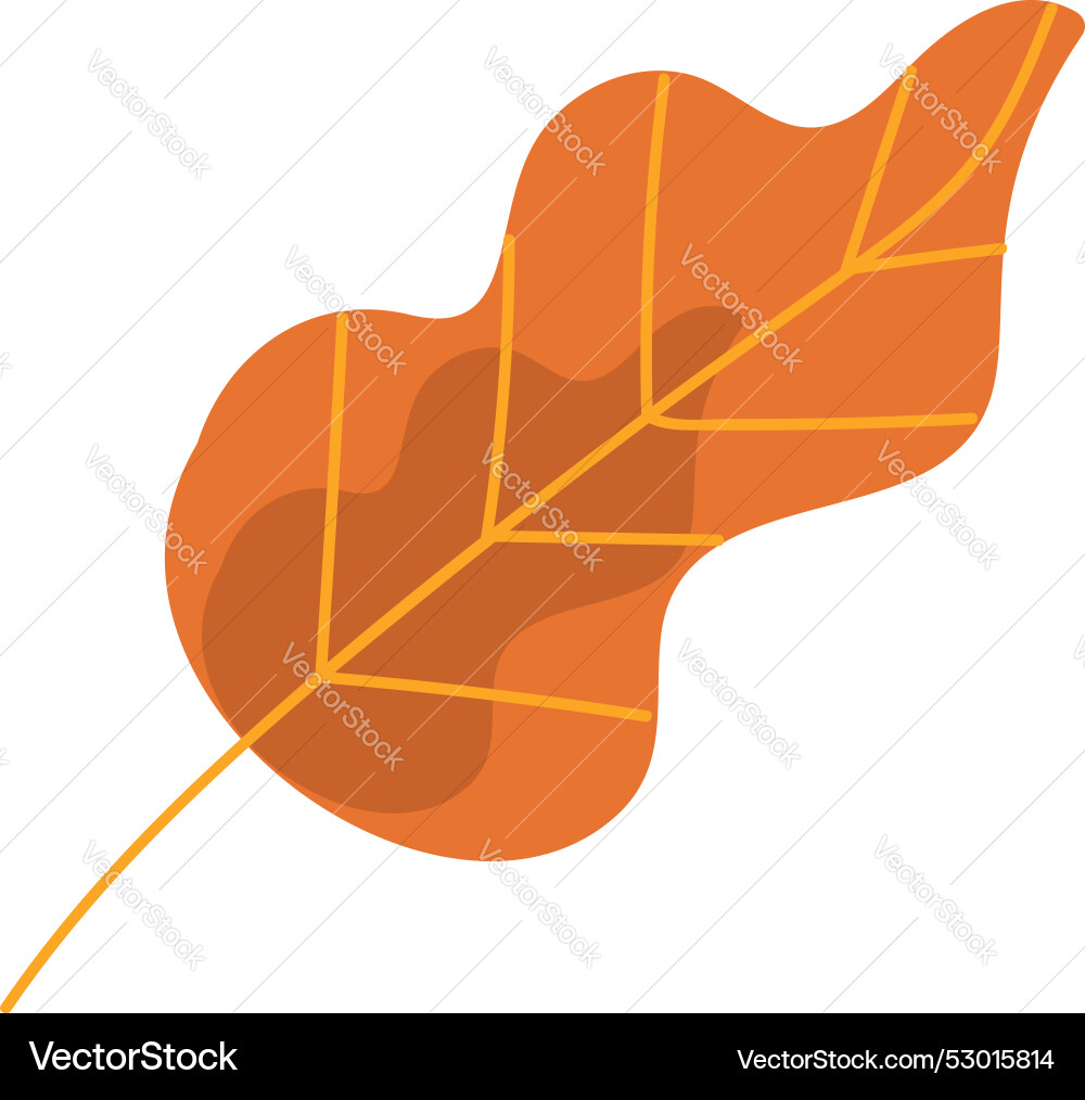 Dry herbarium mulberry leaf september foliage Vector Image