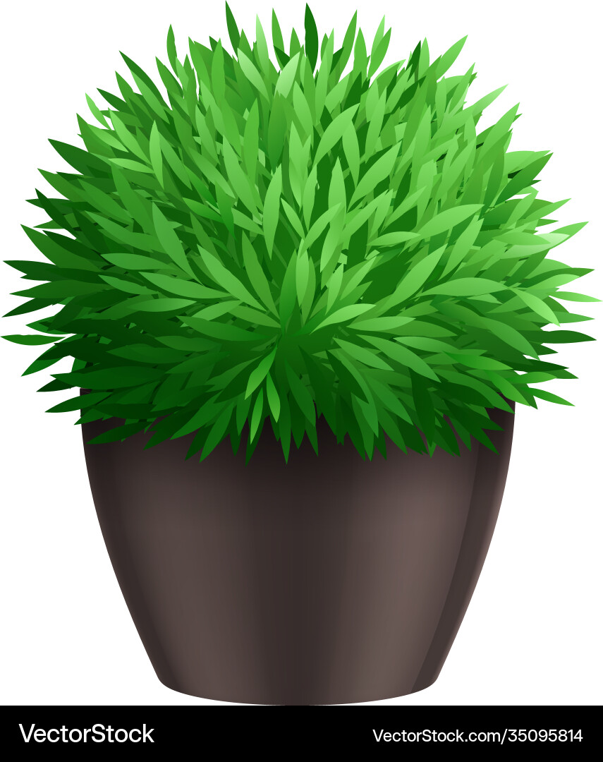 Garden bush Royalty Free Vector Image - VectorStock