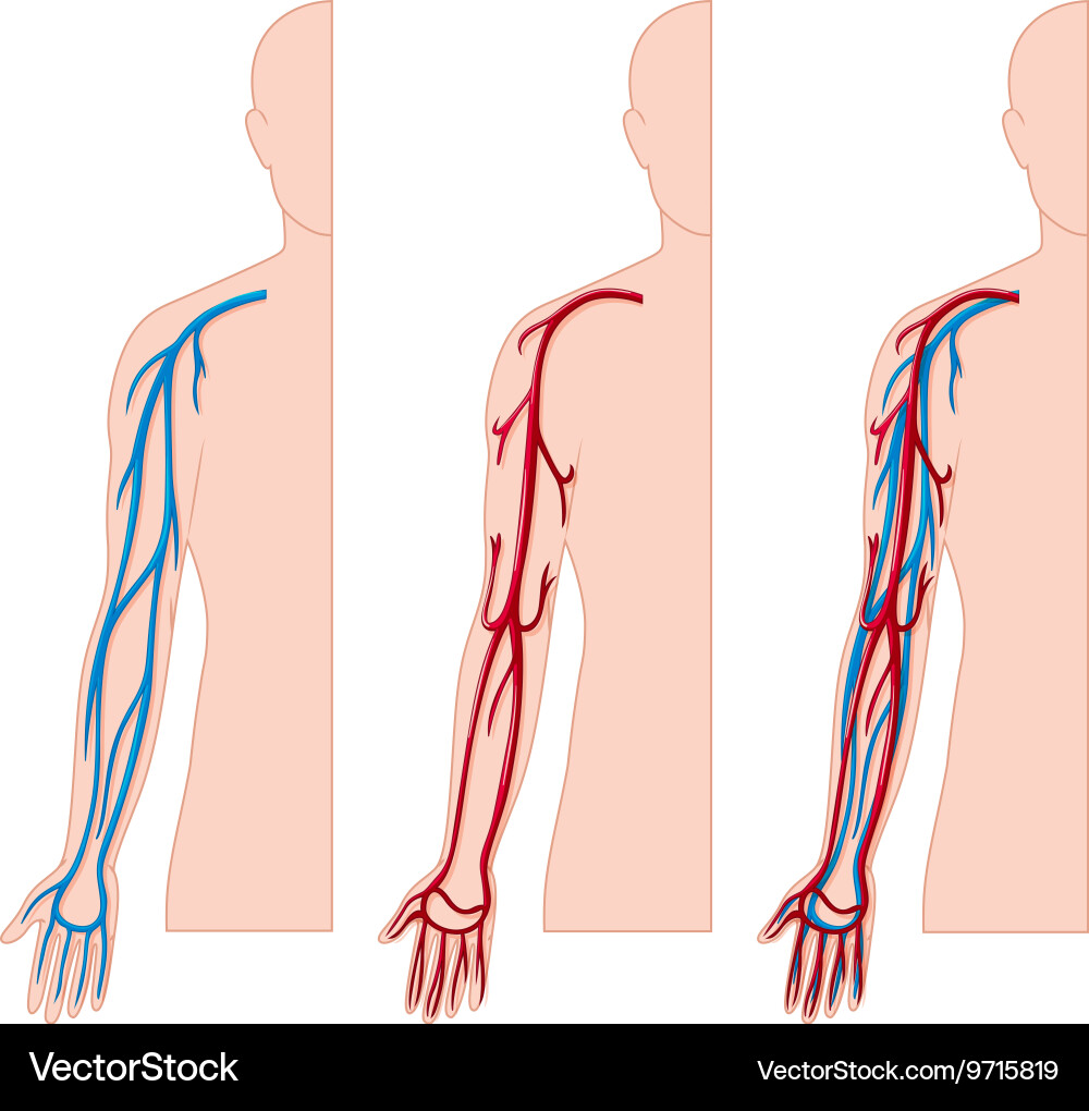 Blood vessels in human hand Royalty Free Vector Image