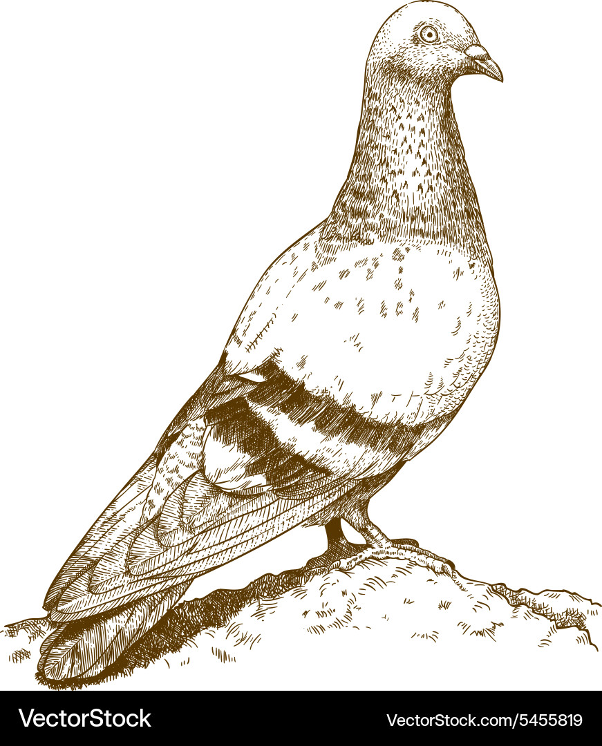 Engraving pigeon Royalty Free Vector Image - VectorStock