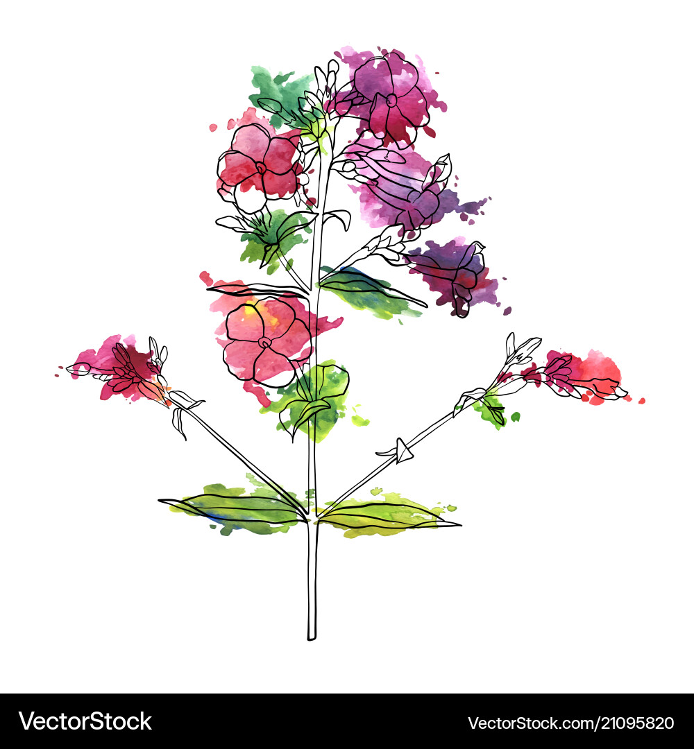 Drawing flower Royalty Free Vector Image - VectorStock