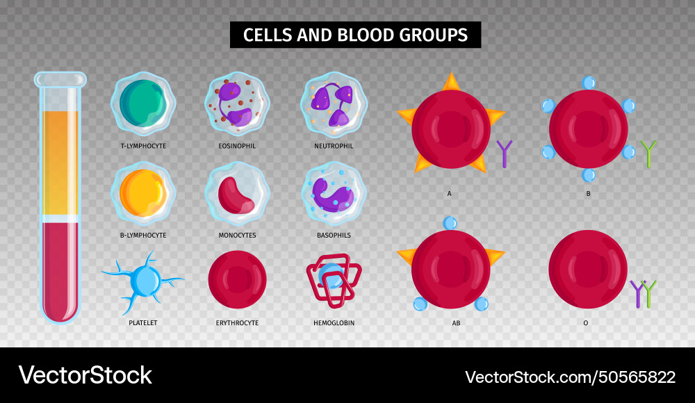 Blood types groups red cells hemoglobin white Vector Image