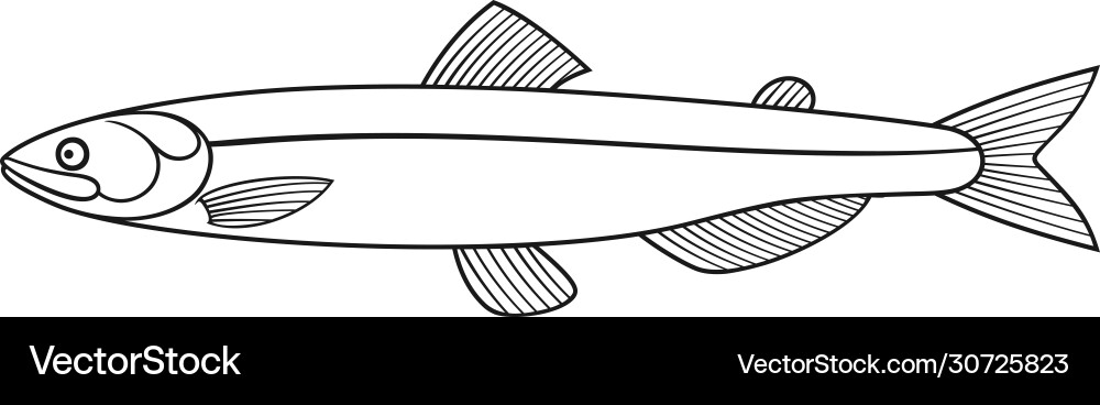 Capelin Royalty Free Vector Image - VectorStock