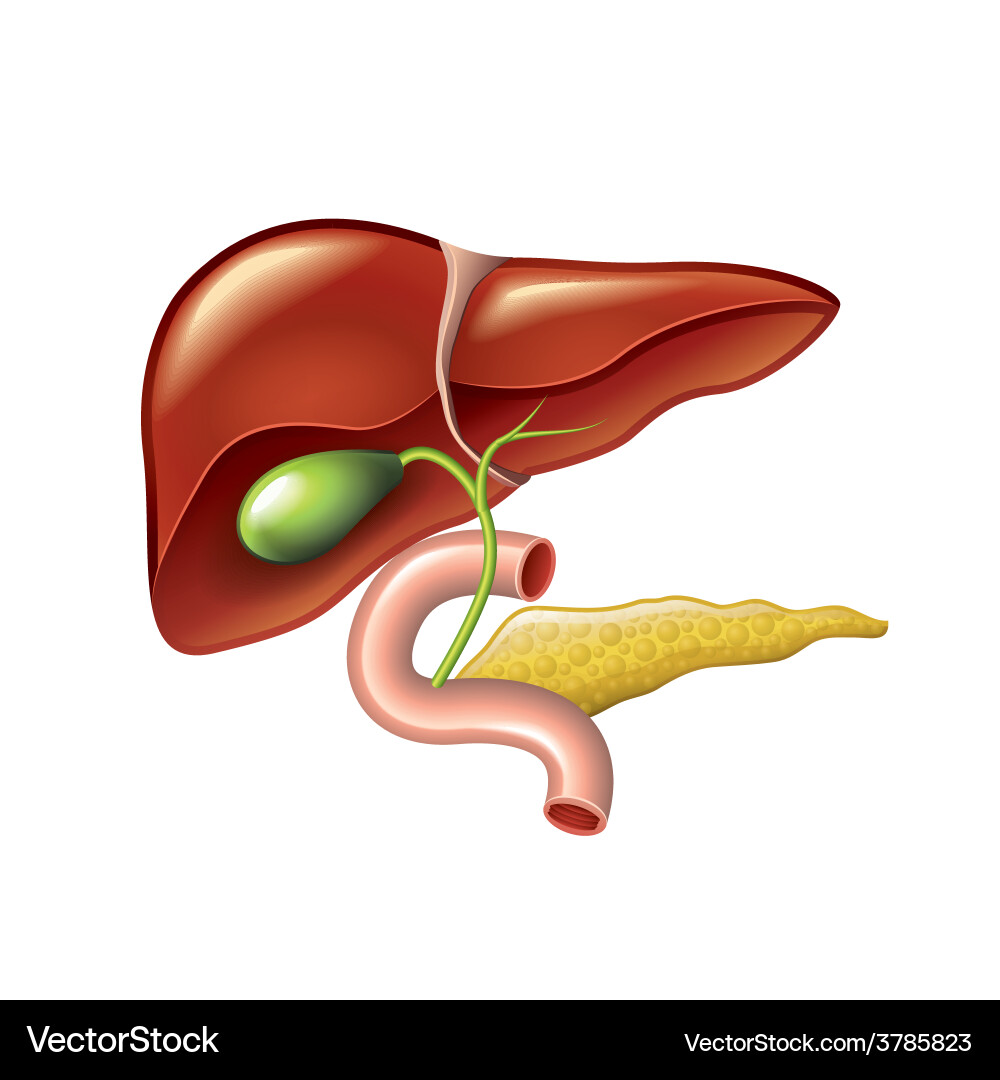 Human Liver Anatomy - Digestive System Royalty Free Vector
