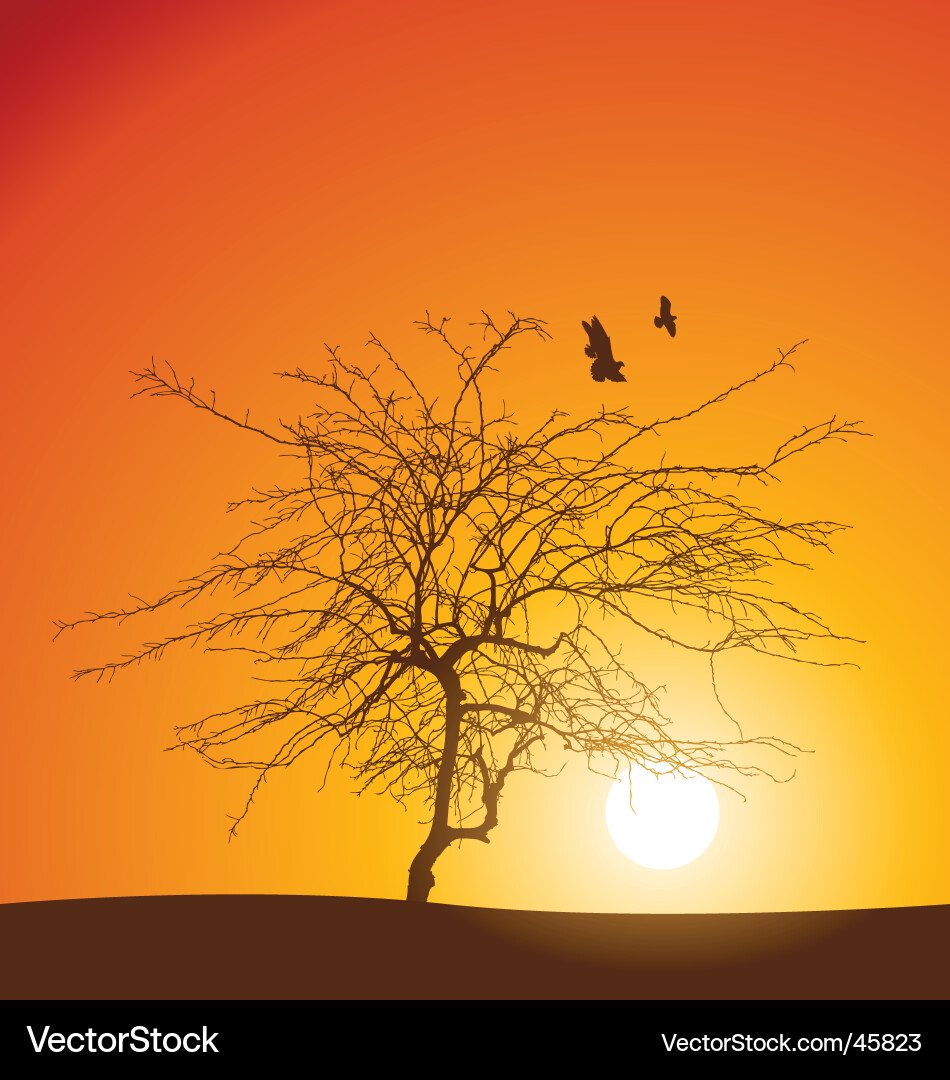 Sunset tree Royalty Free Vector Image - VectorStock