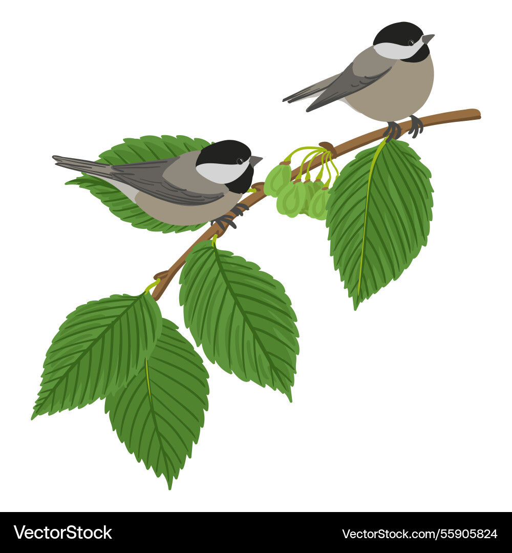 Drawing bird at elm branch Royalty Free Vector Image