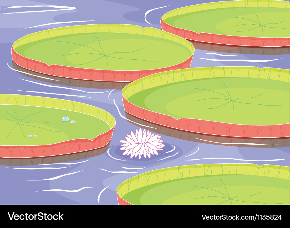 Lotus flower in pond Royalty Free Vector Image