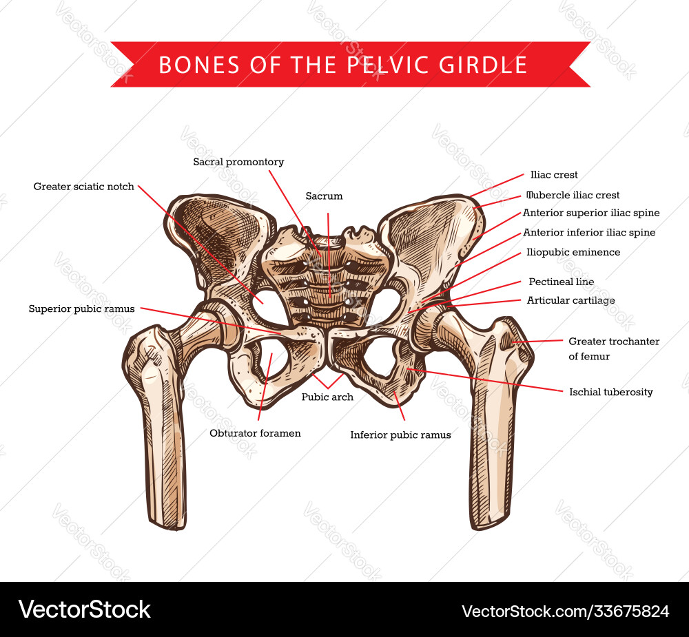 Pelvis Bone Anatomy Anatomy Of Human Pelvic Bone." Journal For Sale By