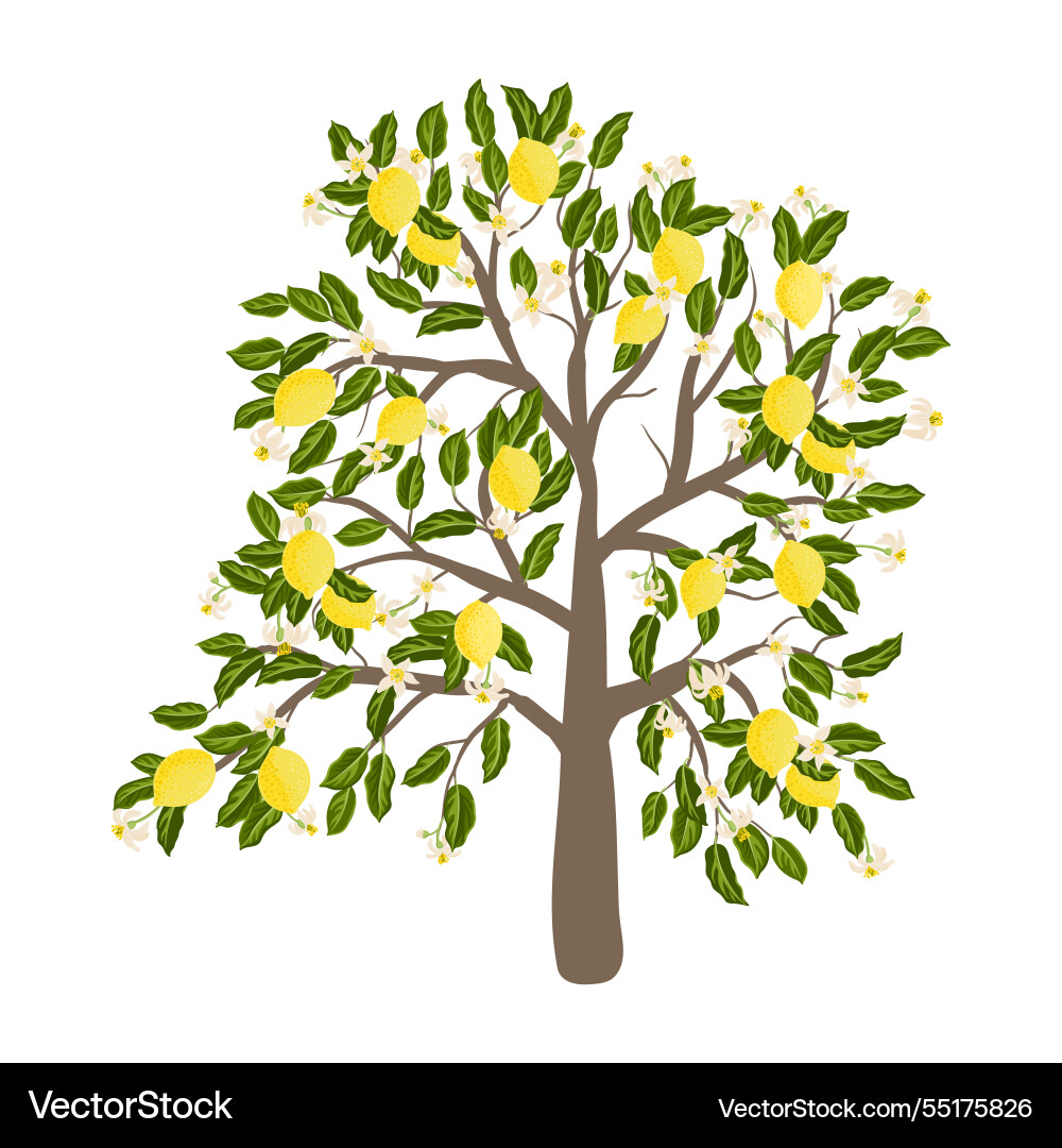 Lemon Tree Drawing Royalty Free Vector Image - VectorStock