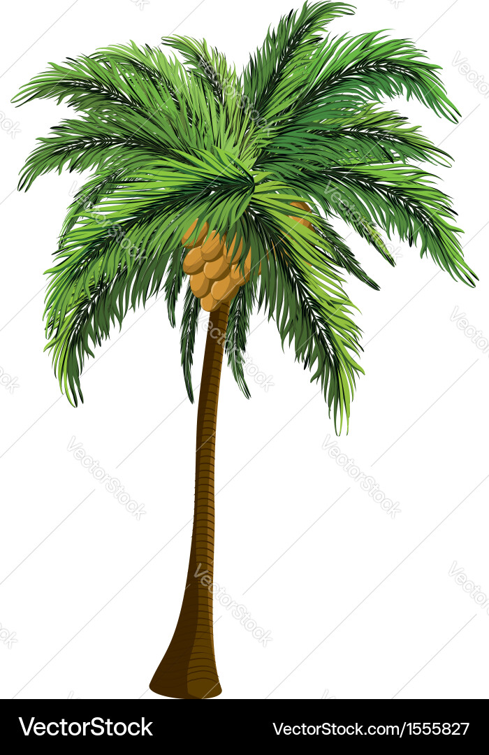 Palm tree with coconut Royalty Free Vector Image