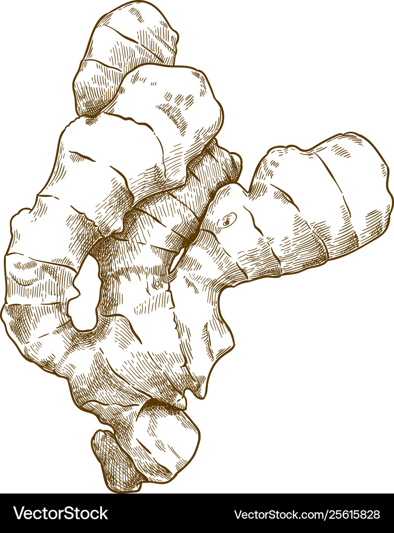 Engraving ginger root Royalty Free Vector Image