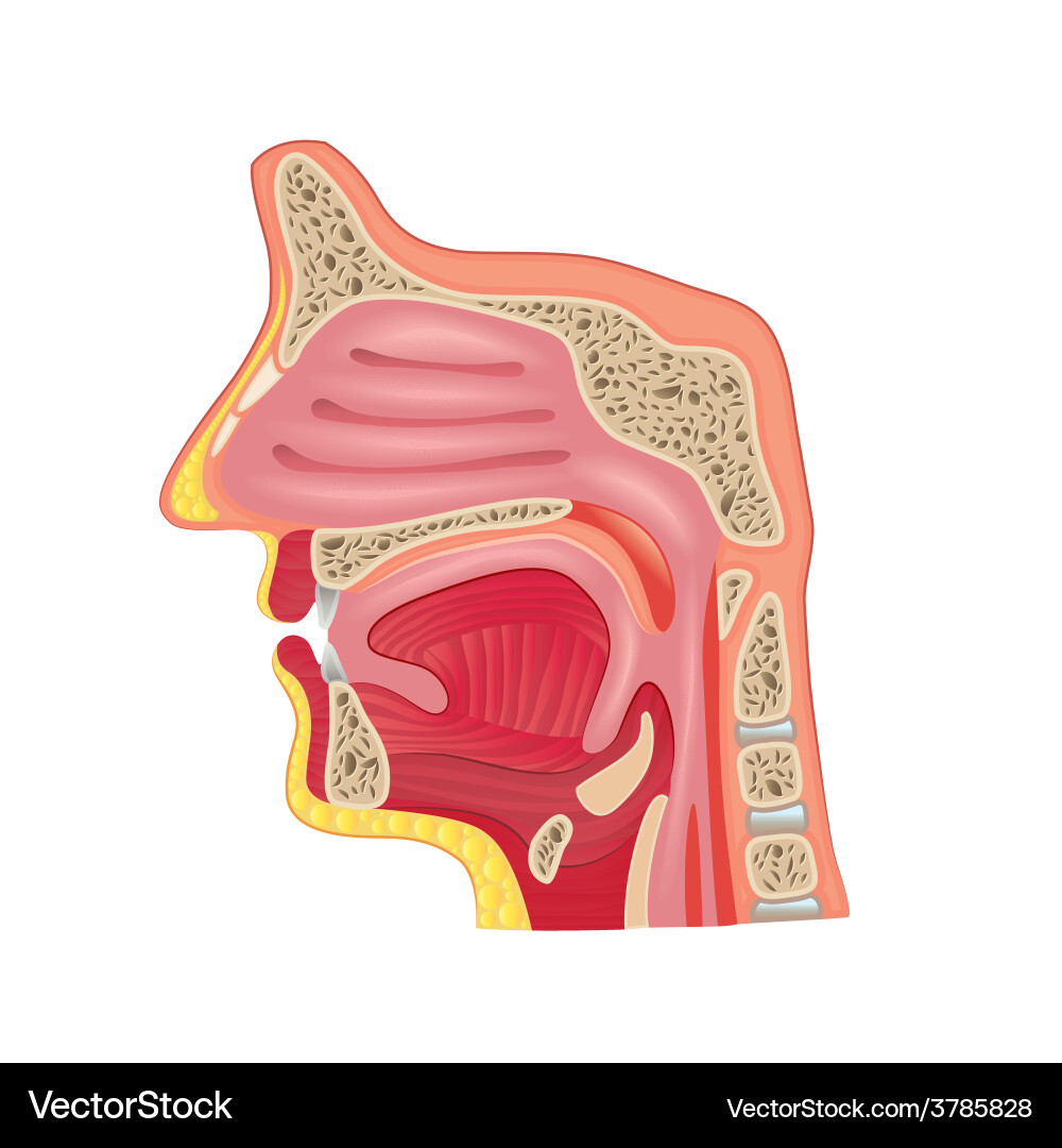 Nose anatomy isolated Royalty Free Vector Image
