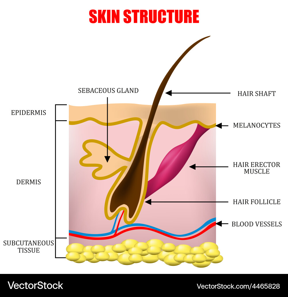 Skin structure Royalty Free Vector Image - VectorStock