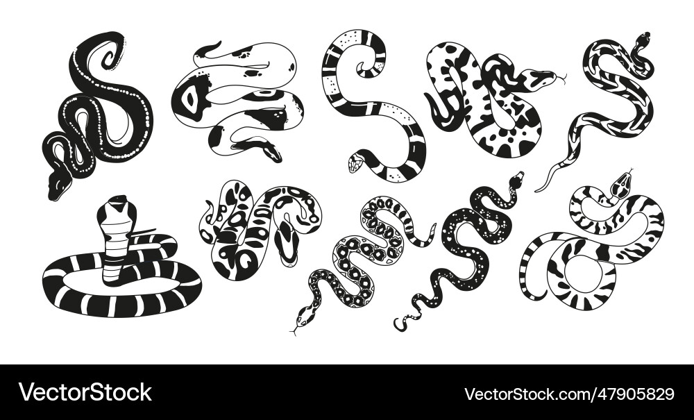 Black and white exotic snakes possess unique Vector Image