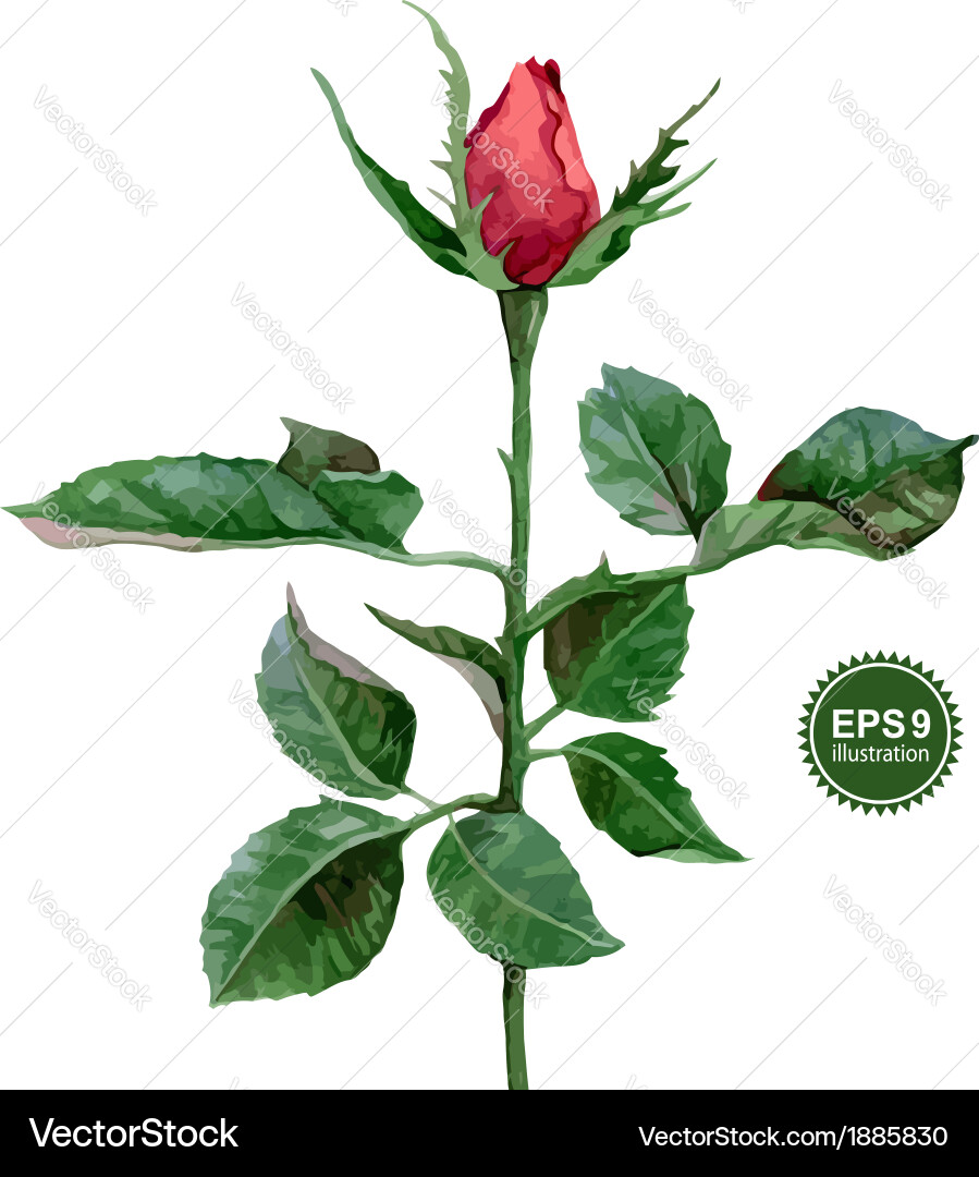Rose Royalty Free Vector Image - VectorStock