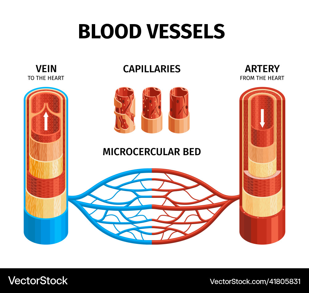 Blood vessels anatomy infographics scheme Vector Image