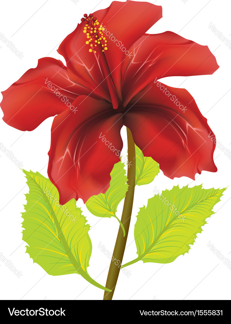 Red hibiscus Royalty Free Vector Image - VectorStock