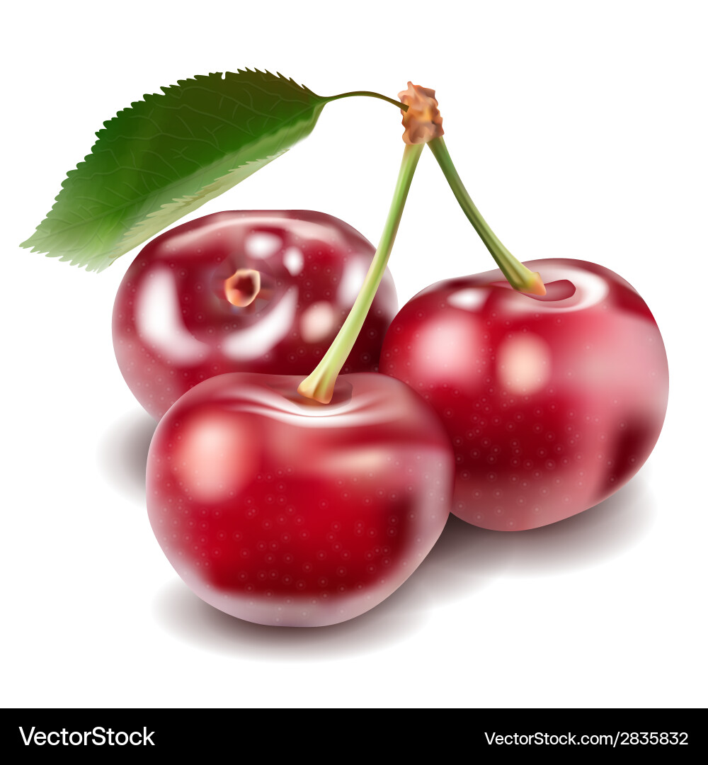 Cherry Royalty Free Vector Image - VectorStock