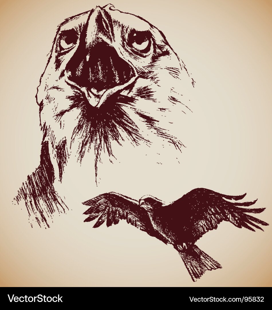 Eagles Royalty Free Vector Image - VectorStock