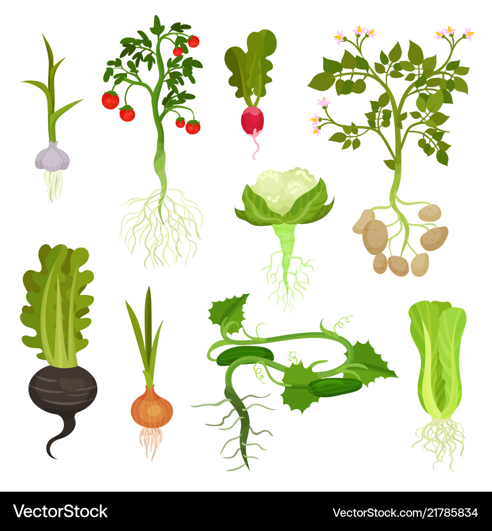 Flat set of vegetables with roots organic Vector Image
