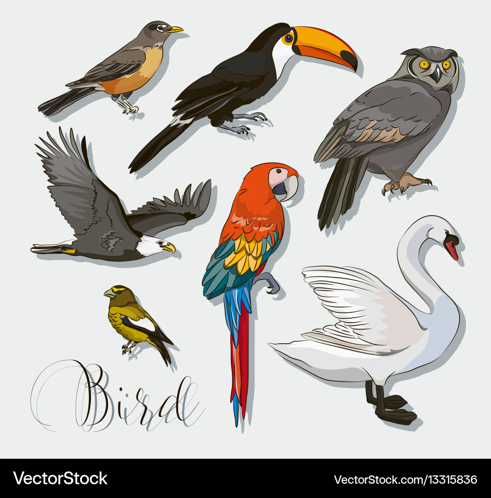 Bird collection set Royalty Free Vector Image - VectorStock