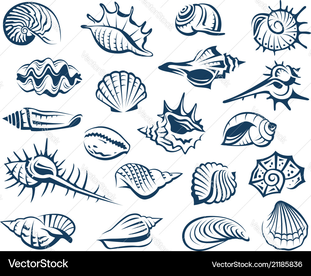 Set of seashells Royalty Free Vector Image - VectorStock