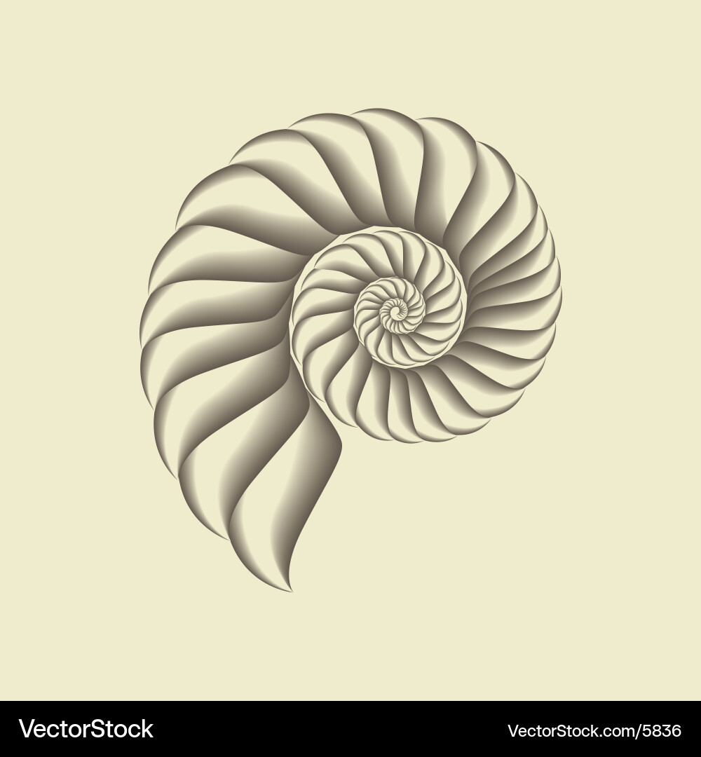 Shell Royalty Free Vector Image - VectorStock