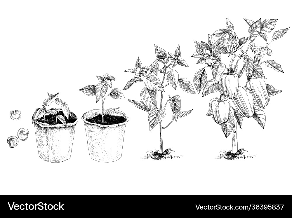 Hand drawn bell pepper growth cycle Royalty Free Vector